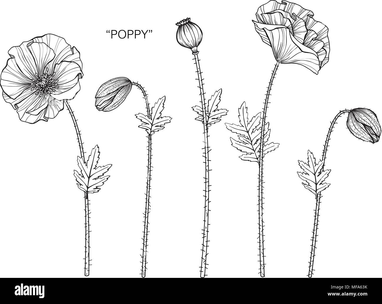 Poppy vector vectors hi-res stock photography and images - Alamy