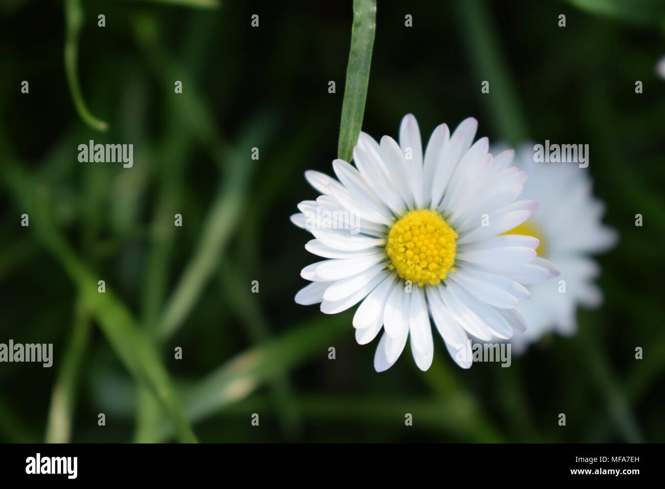The smile of the spring Stock Photo - Alamy