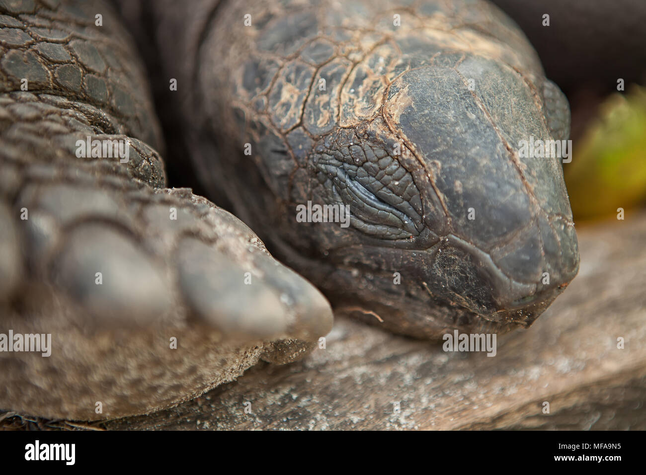 Cute sleeping tortoise. Praslin island, Seychelles Stock Photo - Alamy