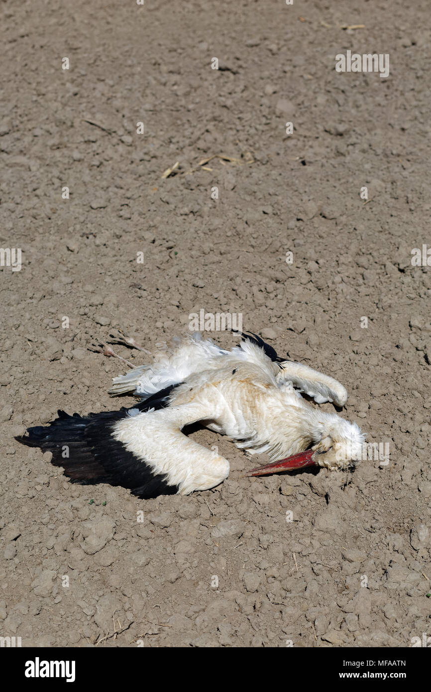 Dead body of white stork Ciconia ciconia killed by chemical pollution ...