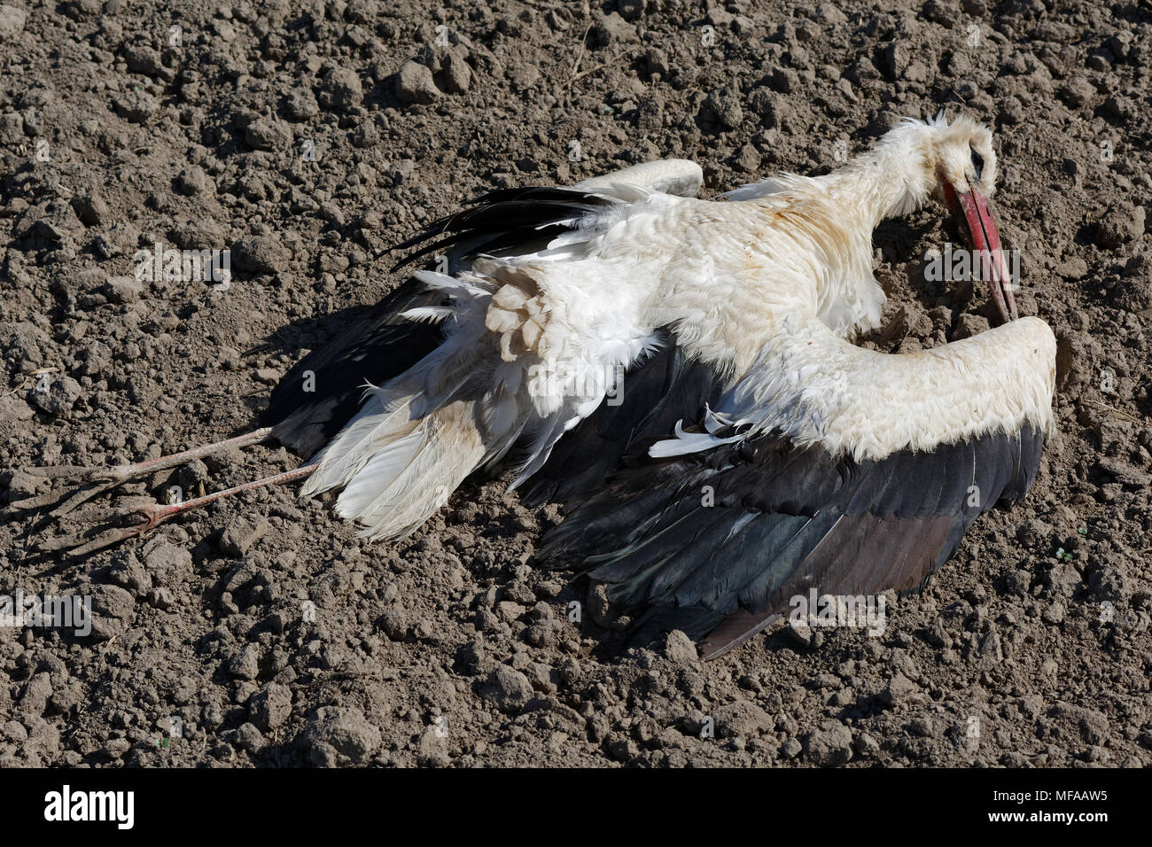 Dead body of white stork Ciconia ciconia killed by chemical pollution ...