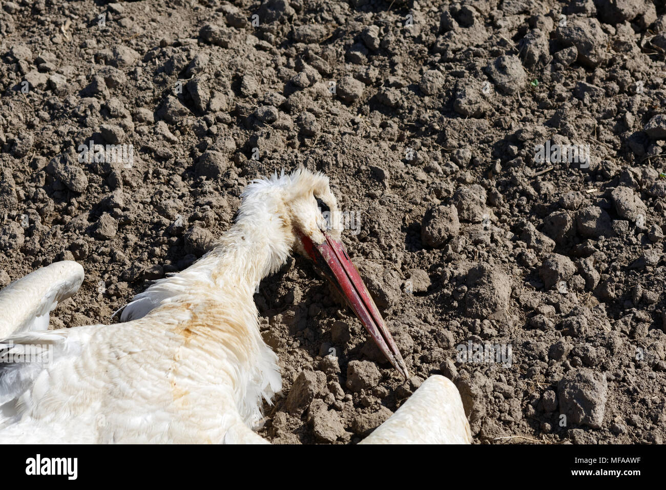 Dead body of white stork Ciconia ciconia killed by chemical pollution ...