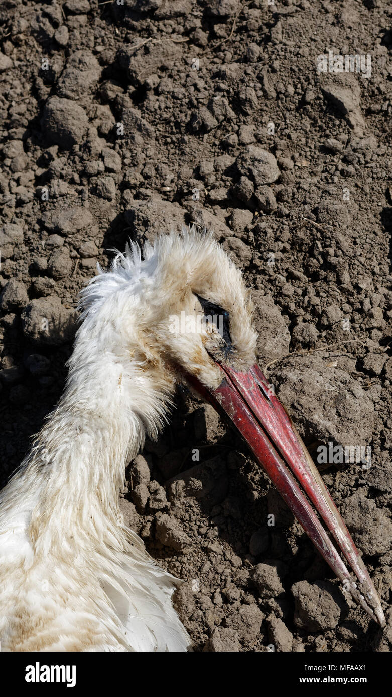 Dead body of white stork Ciconia ciconia killed by chemical pollution ...