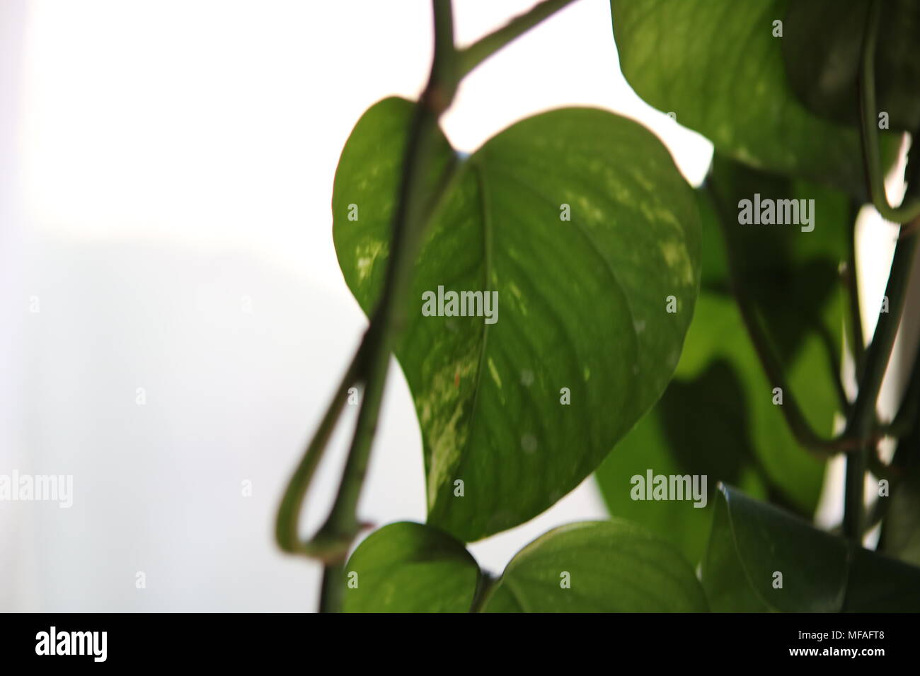 Vines in leaf hi-res stock photography and images - Alamy