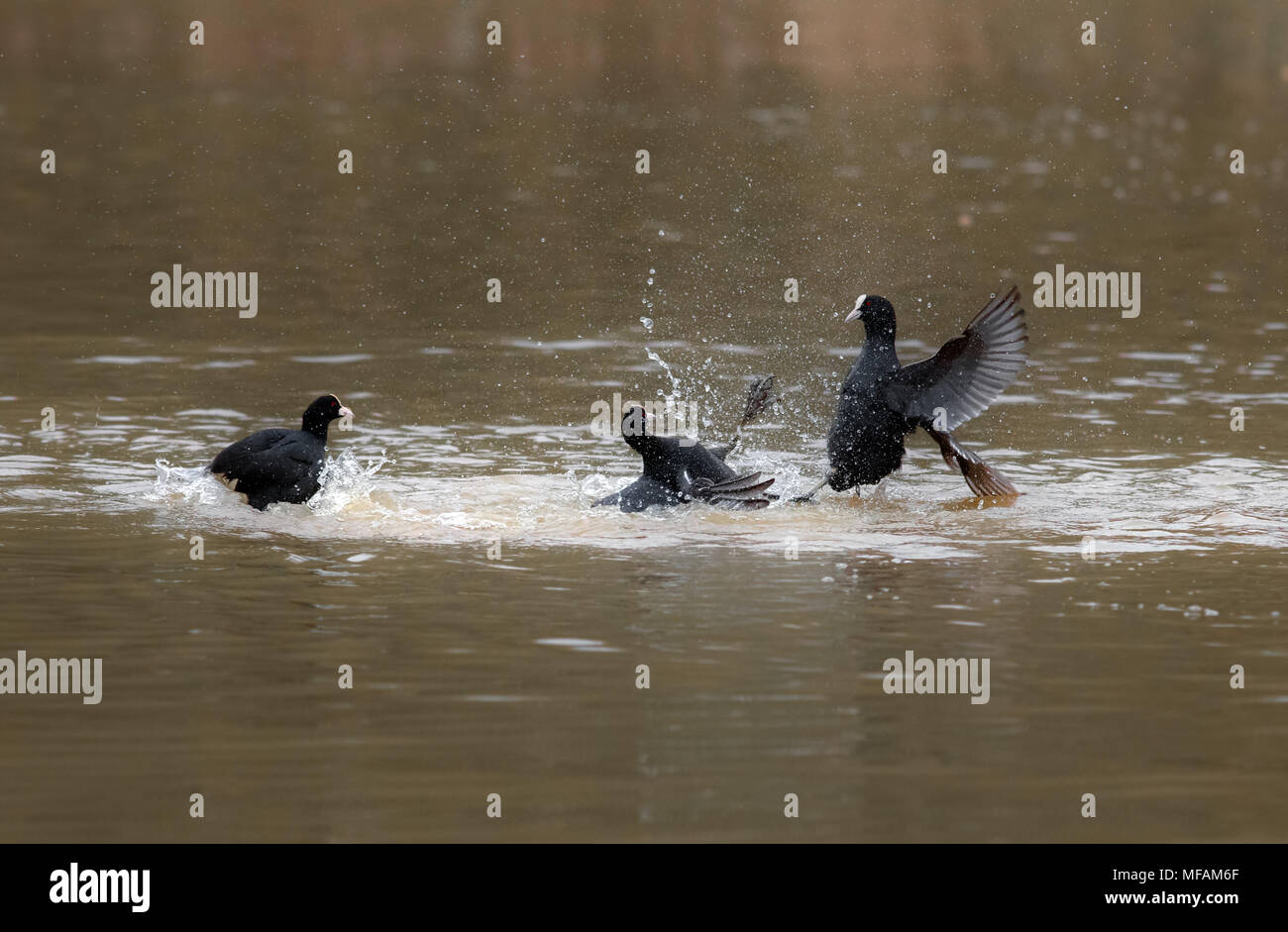 Aggressive territorial behavior hi-res stock photography and images - Alamy