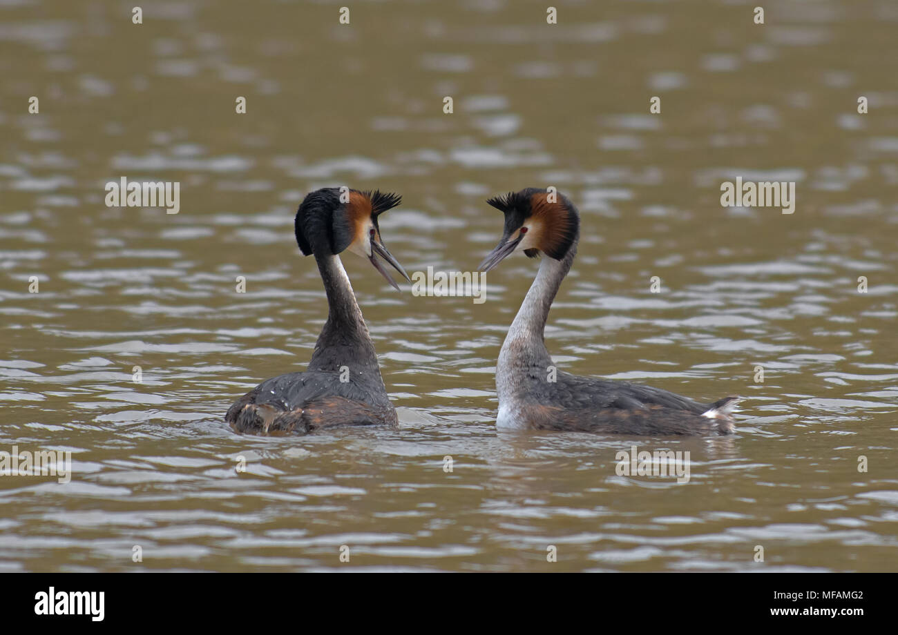 Great Crested Grebes-Podiceps cristatus display courtship. Uk Stock ...