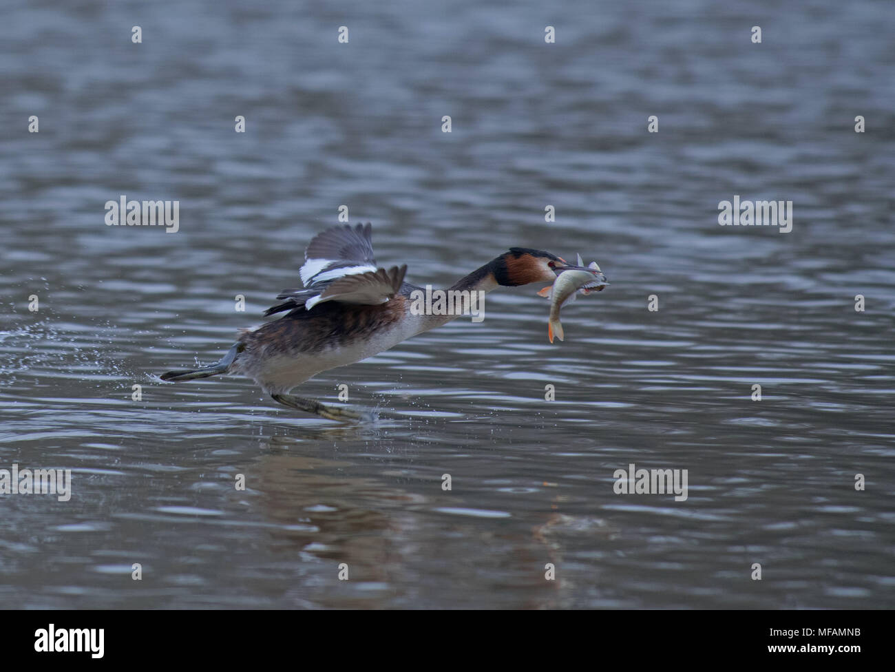 Grebe in flight hi-res stock photography and images - Alamy