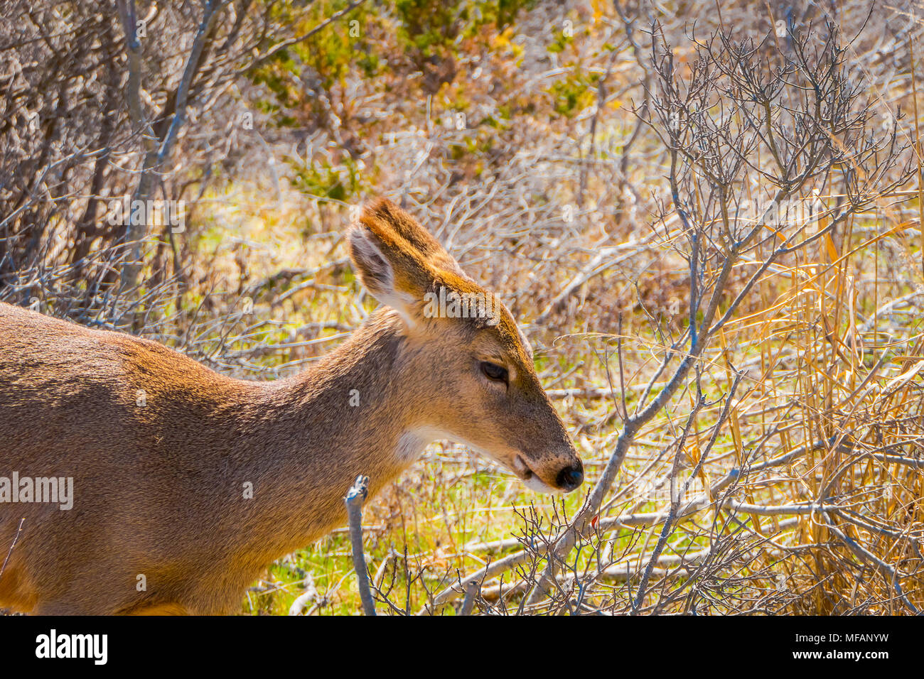 Fire island deer hi-res stock photography and images - Alamy