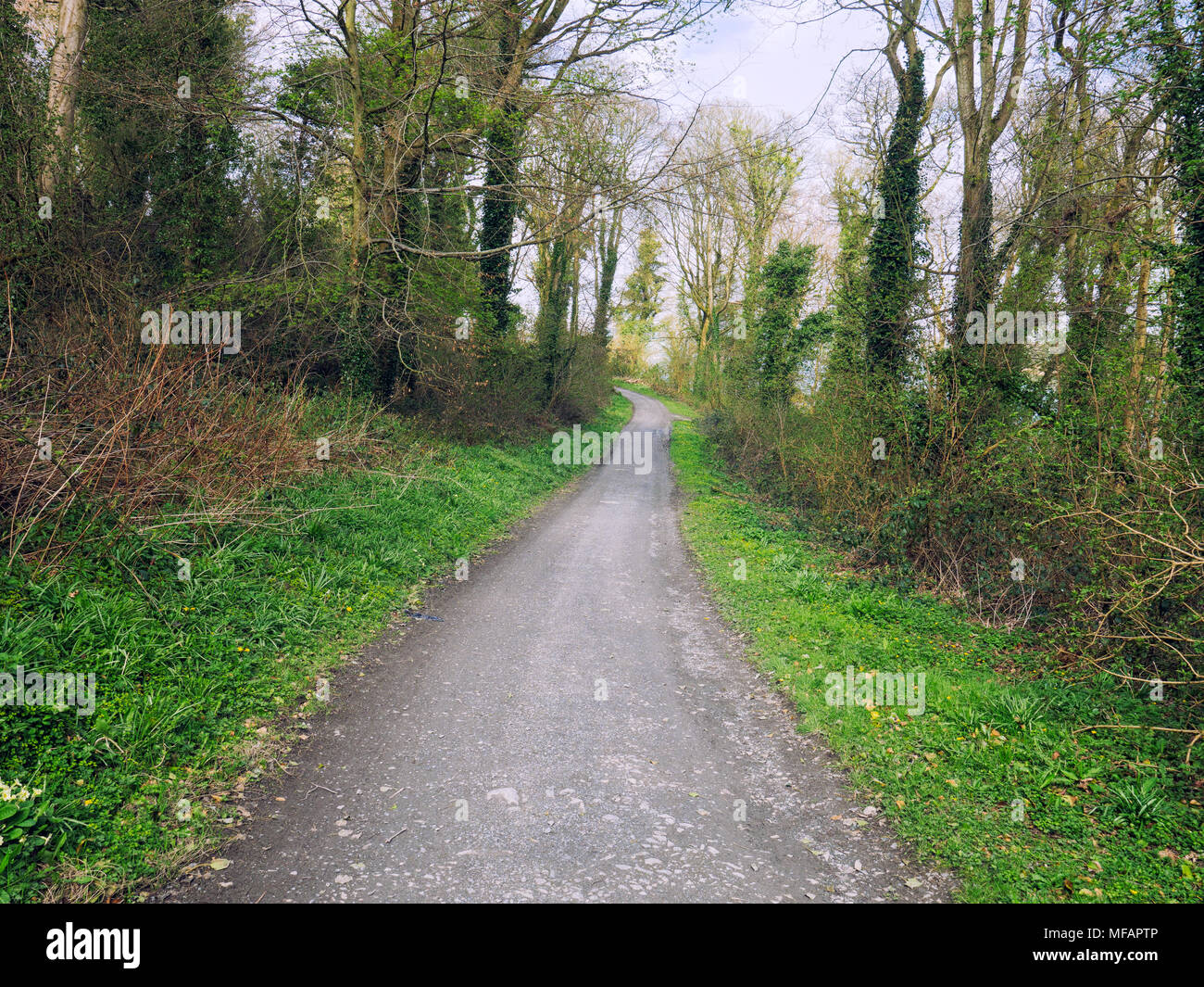 Spring forest park,Northern Ireland Stock Photo - Alamy