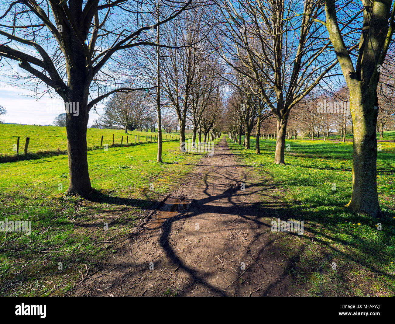 Spring forest park,Northern Ireland Stock Photo - Alamy