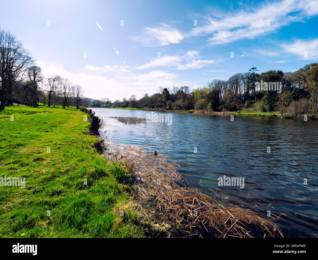Spring forest park,Northern Ireland Stock Photo - Alamy