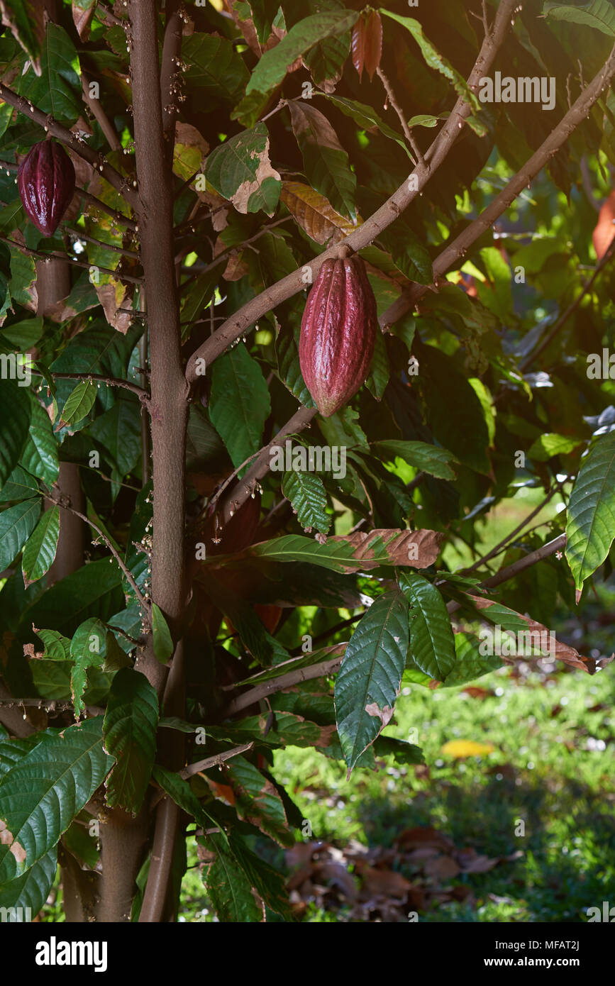Chocolate tree branches with red cacao pods on sunny day Stock Photo ...