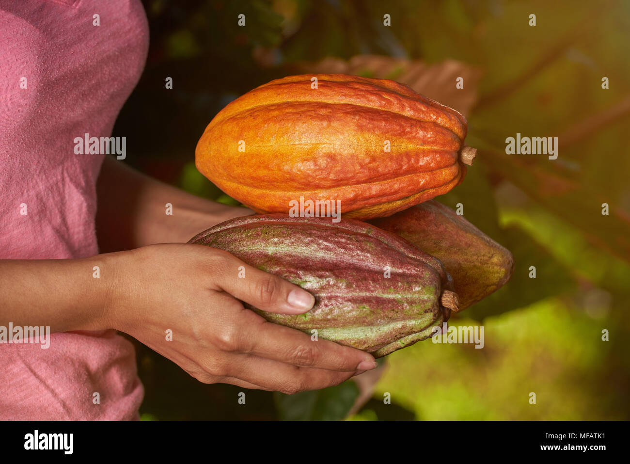 Cacao harvest season theme. Cutting colorful cocoa pods Stock Photo - Alamy