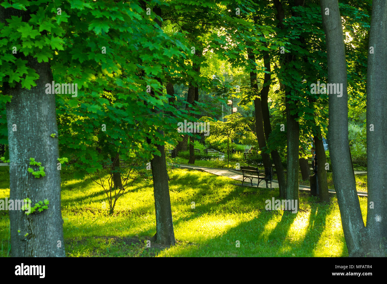 spring city Park - blooming flower and trees, bright green grass ...