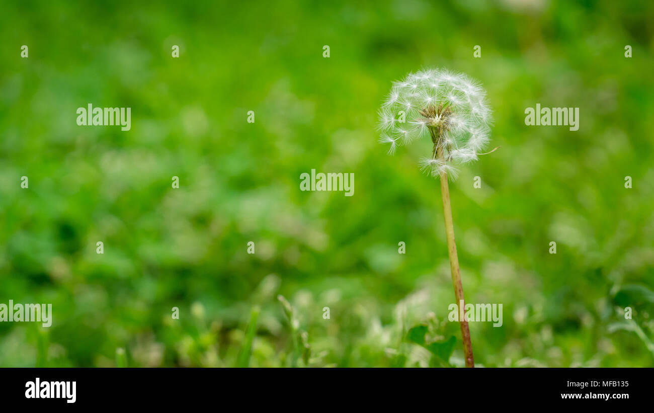 One isolated dandelion on spring with green natural background Stock ...