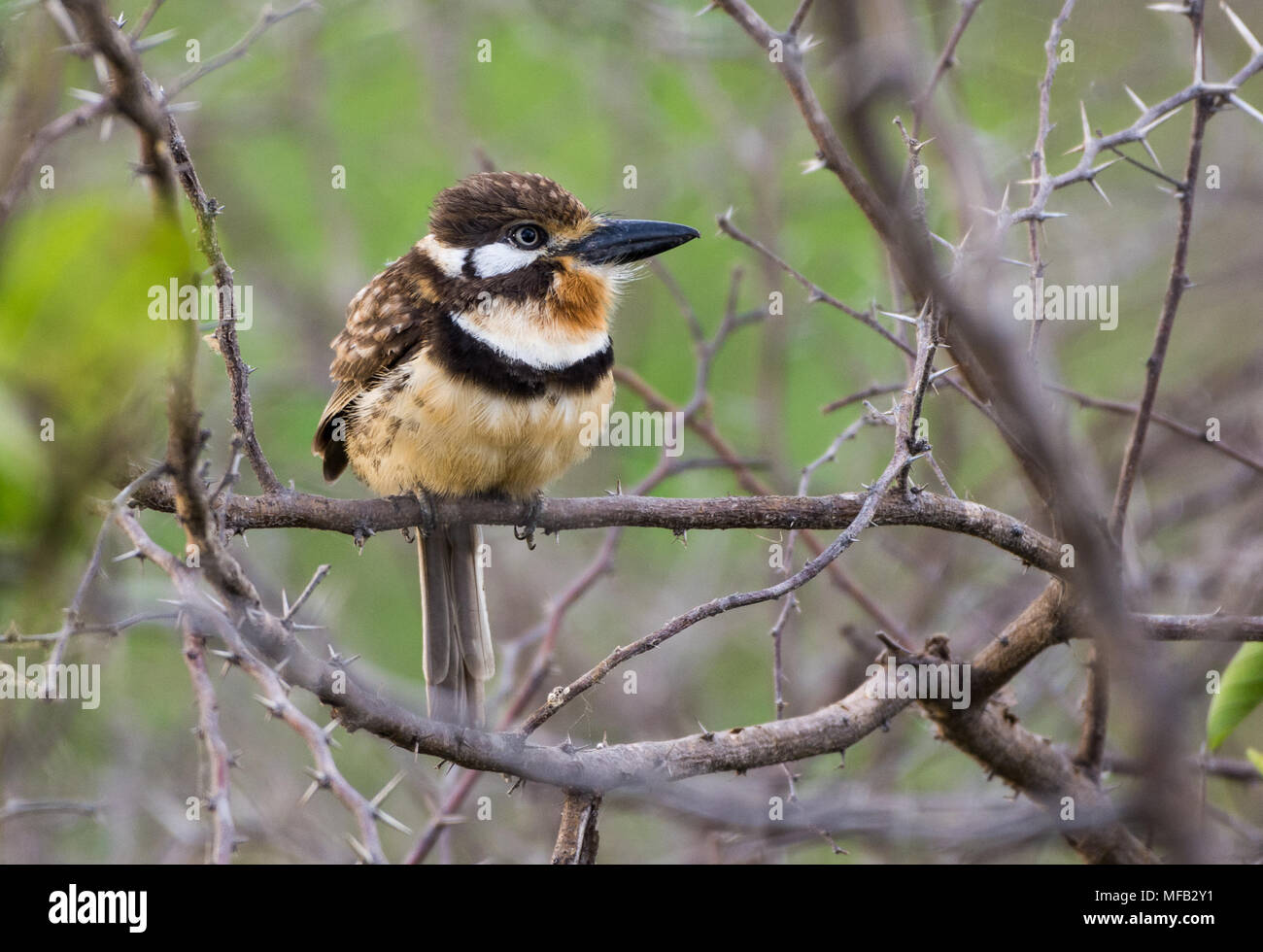 A Russet-throated Puffbird (Hypnelus ruficollis) perched on a branch ...