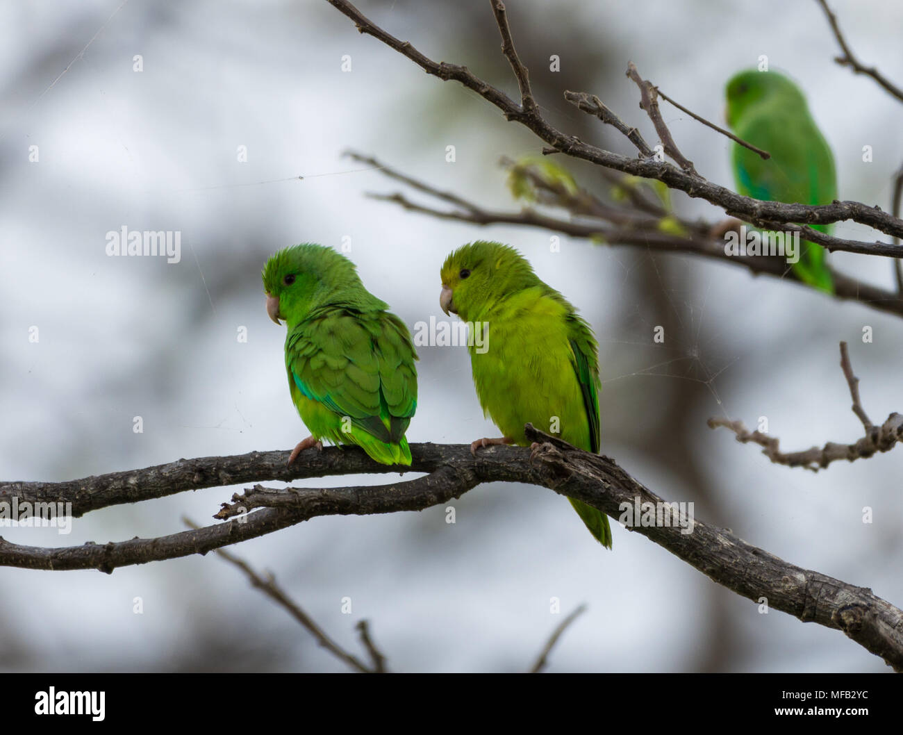 Green rumped parrotlet pair hi-res stock photography and images - Alamy