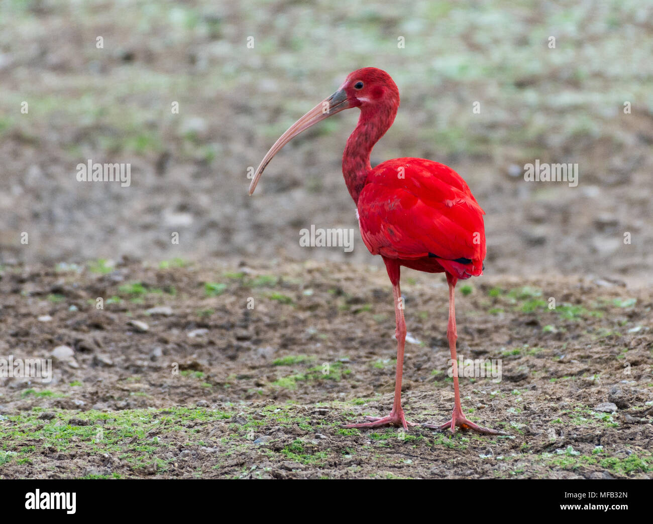 Scarlet ibis hi-res stock photography and images - Alamy