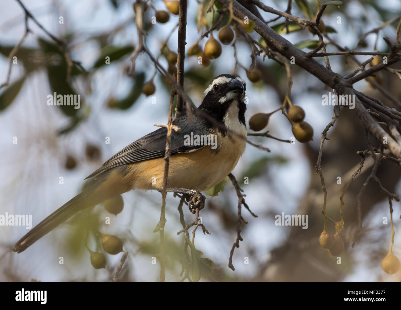 Saltator orenocensis hi-res stock photography and images - Alamy