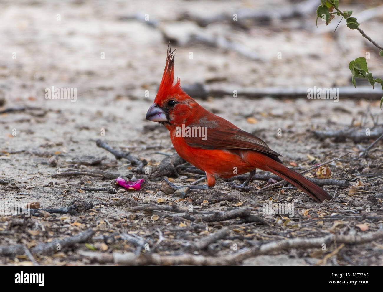 A male Vermilion Cardinal (Cardinalis phoeniceus) foraging. Los ...