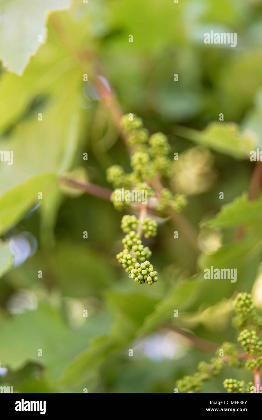 grape clusters on the vine Stock Photo - Alamy