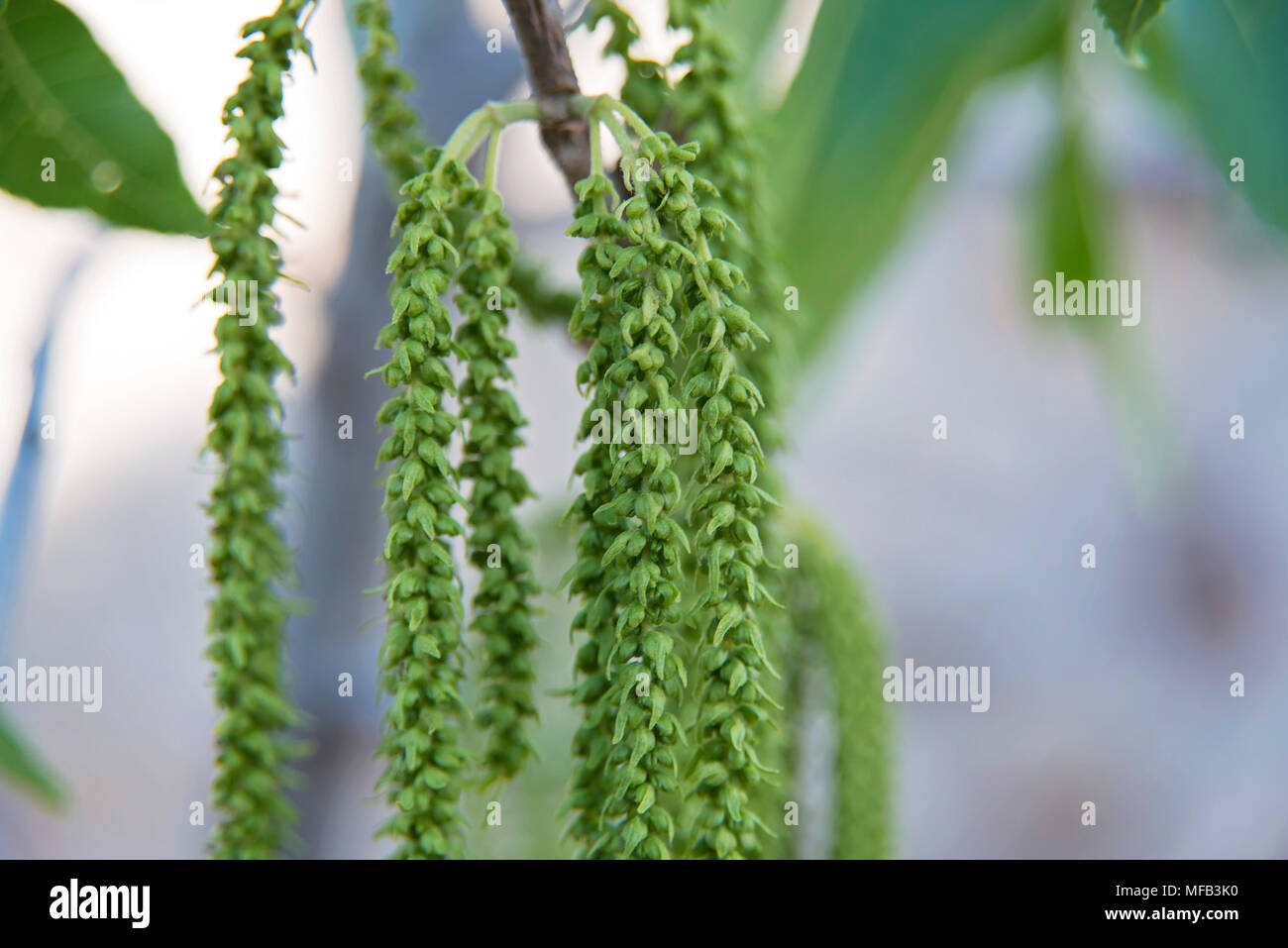 Pecan tree leaves hi-res stock photography and images - Alamy