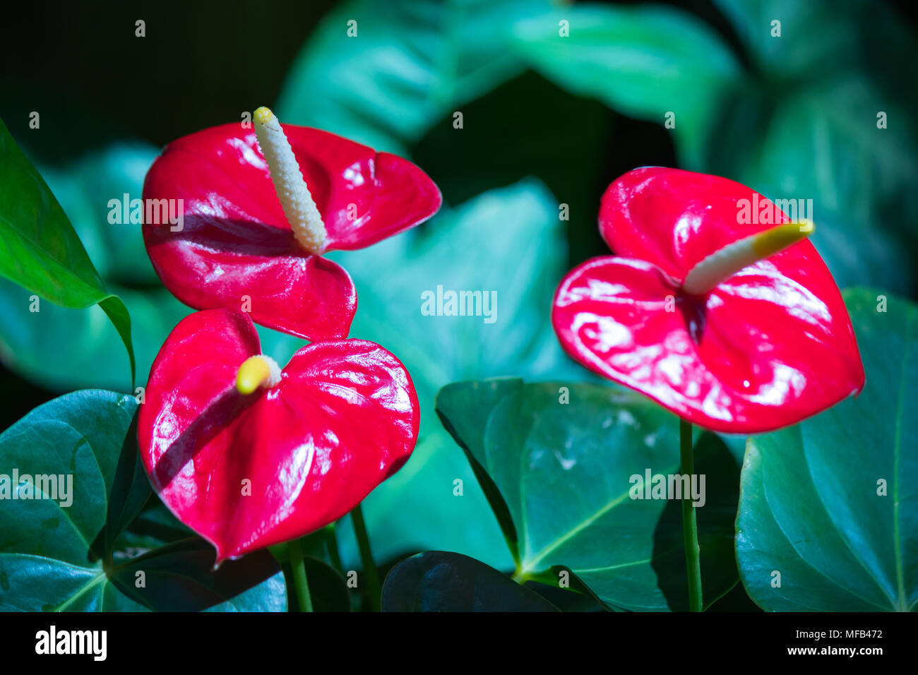 Wild tropical flower hi-res stock photography and images - Alamy