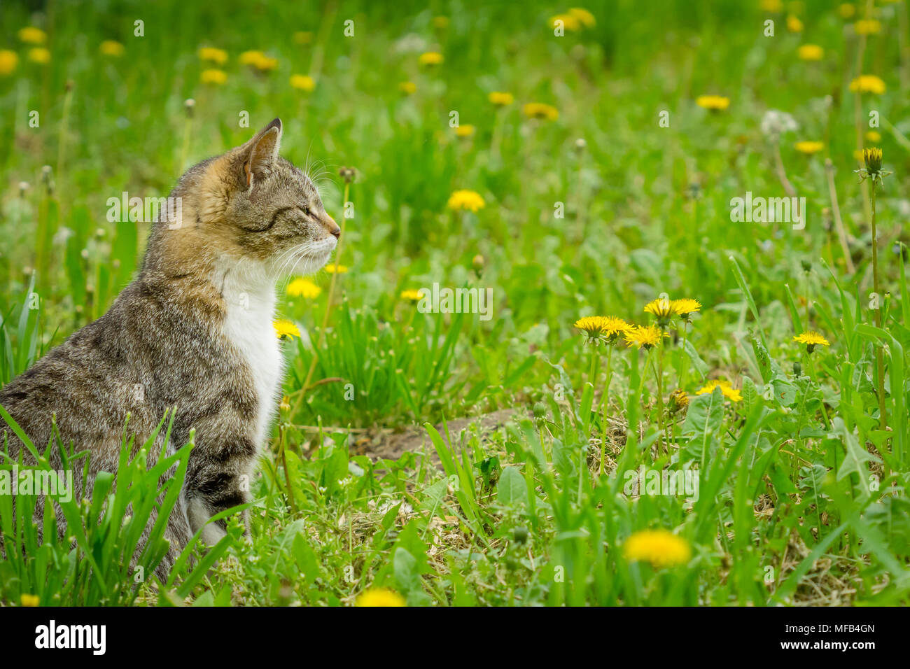 Multicolored young cat enjoying spring on green grass Stock Photo - Alamy