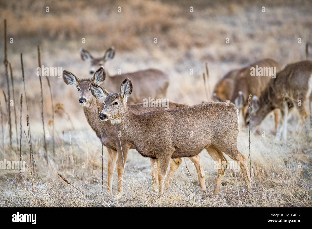 White tailed deer in Roxborough Park, Colorado, USA Stock Photo - Alamy