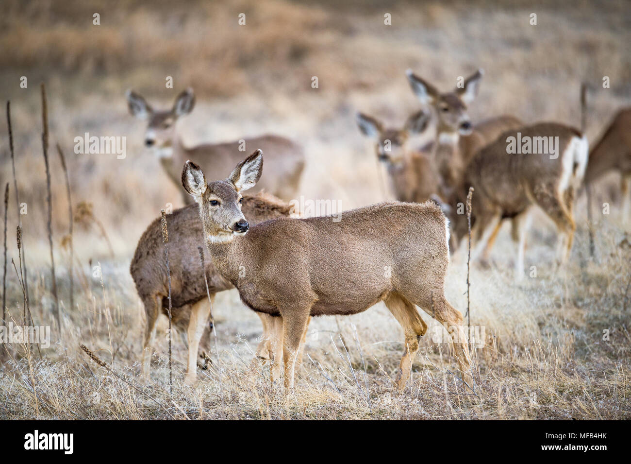 White tailed deer in Roxborough Park, Colorado, USA Stock Photo - Alamy