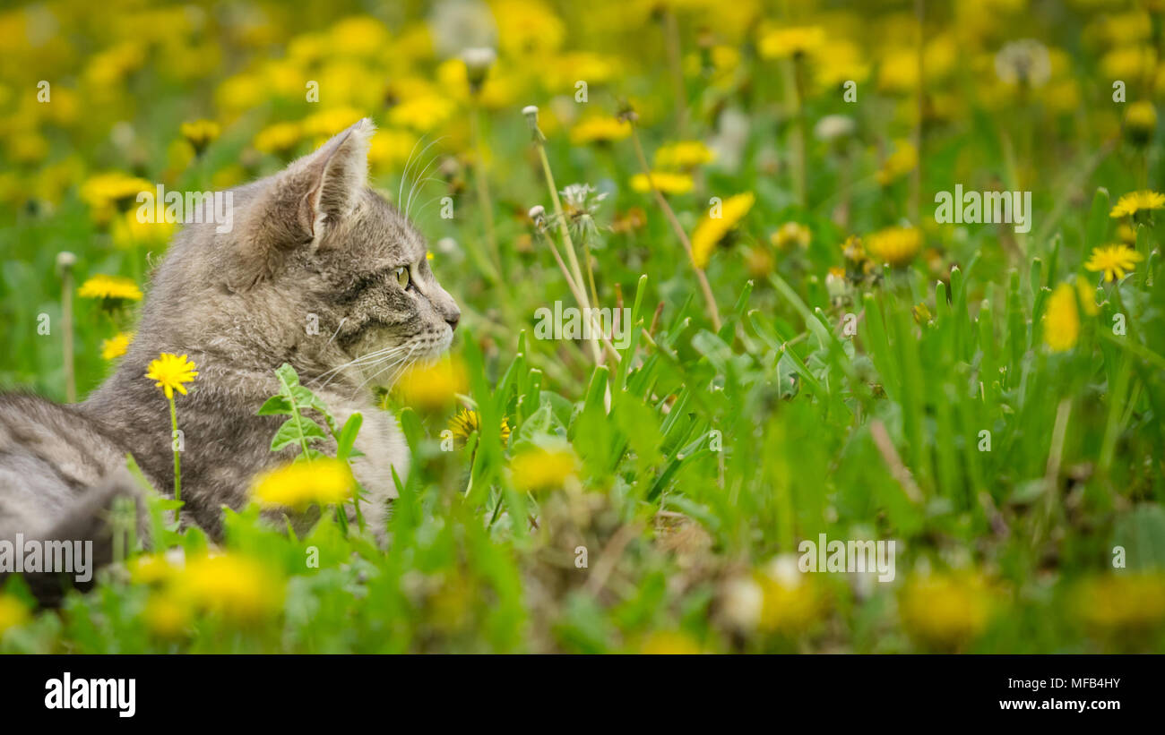Gray young cat enjoying spring on green grass Stock Photo - Alamy