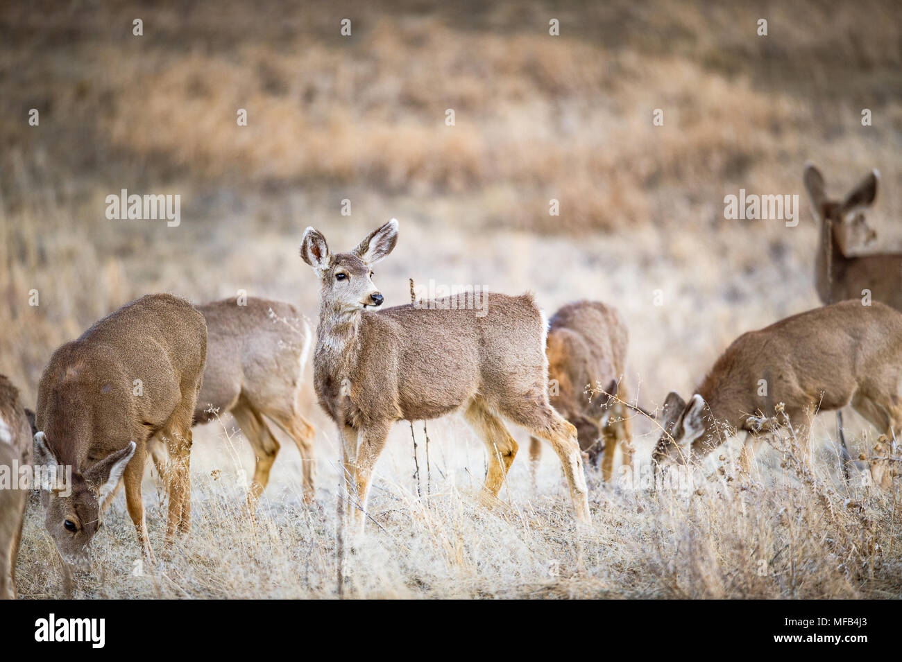White tailed deer in Roxborough Park, Colorado, USA Stock Photo - Alamy