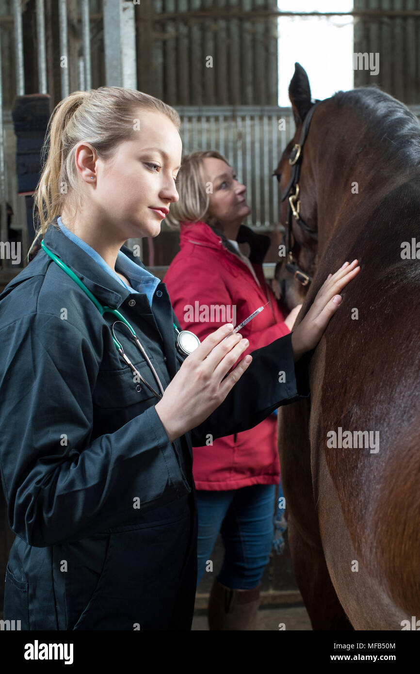 Female Vet Giving Injection To Horse In Stable Stock Photo - Alamy