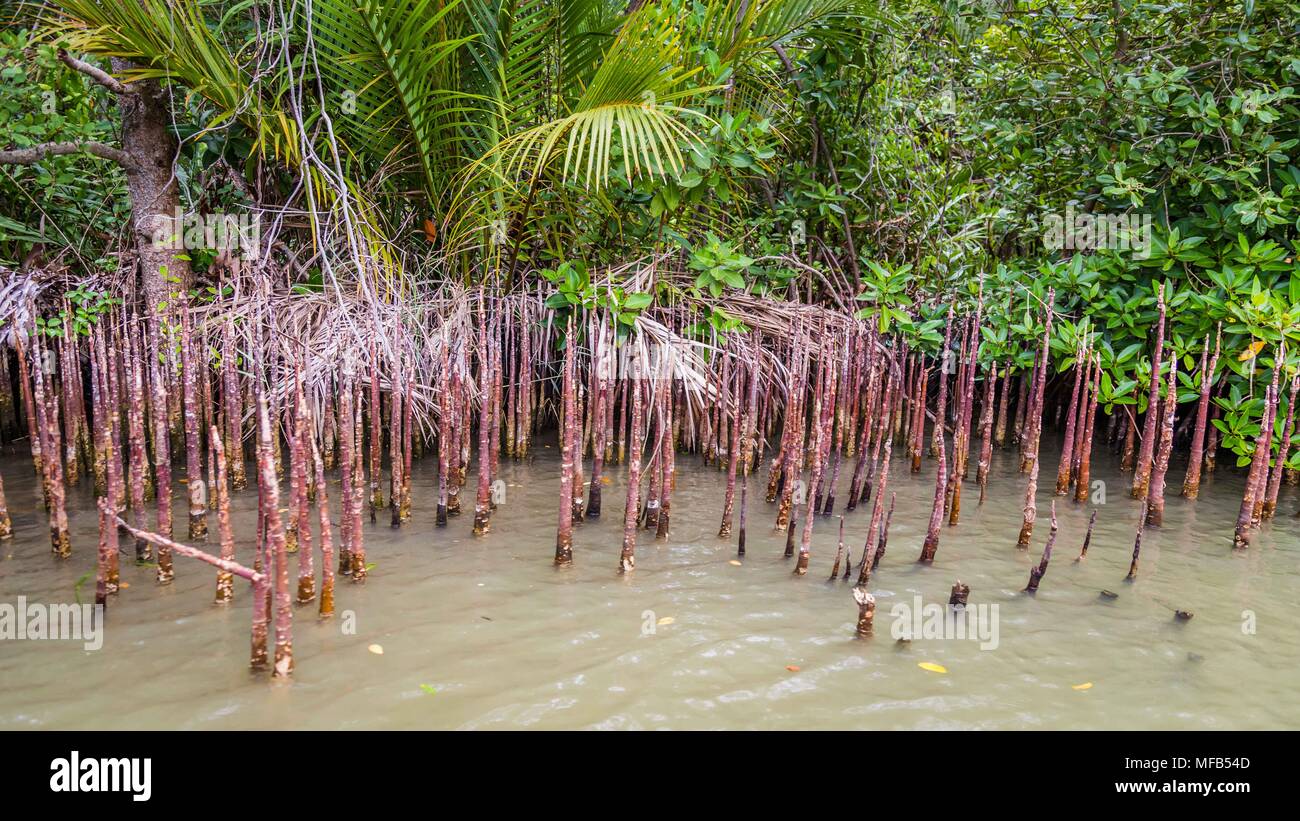 Mangrove in Negombo, Sri Lanka Stock Photo - Alamy