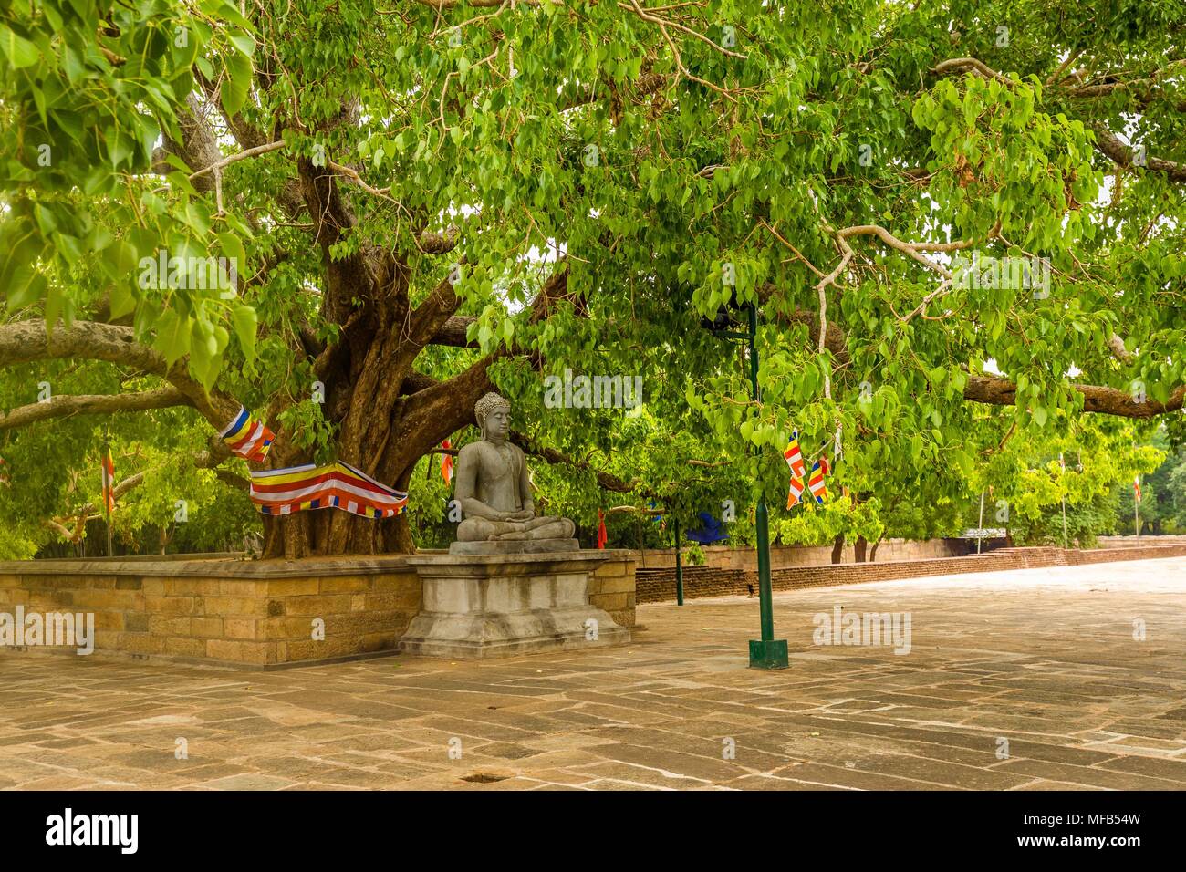 Buddha statue under the bodhi tree at the Jetavanarama Dagoba, t Stock ...