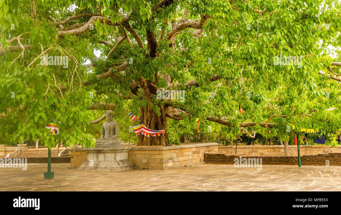 Buddha statue under the bodhi tree at the Jetavanarama Dagoba, t Stock ...