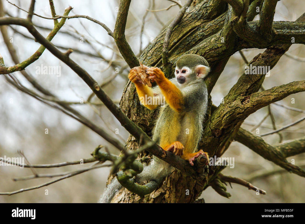 The small cute squirrel monkey pictured on the tree Stock Photo - Alamy