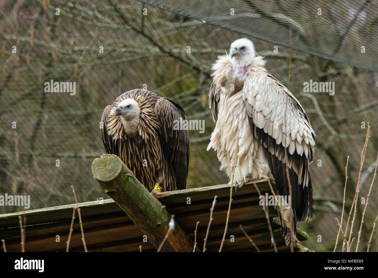 Two vultures hi-res stock photography and images - Alamy
