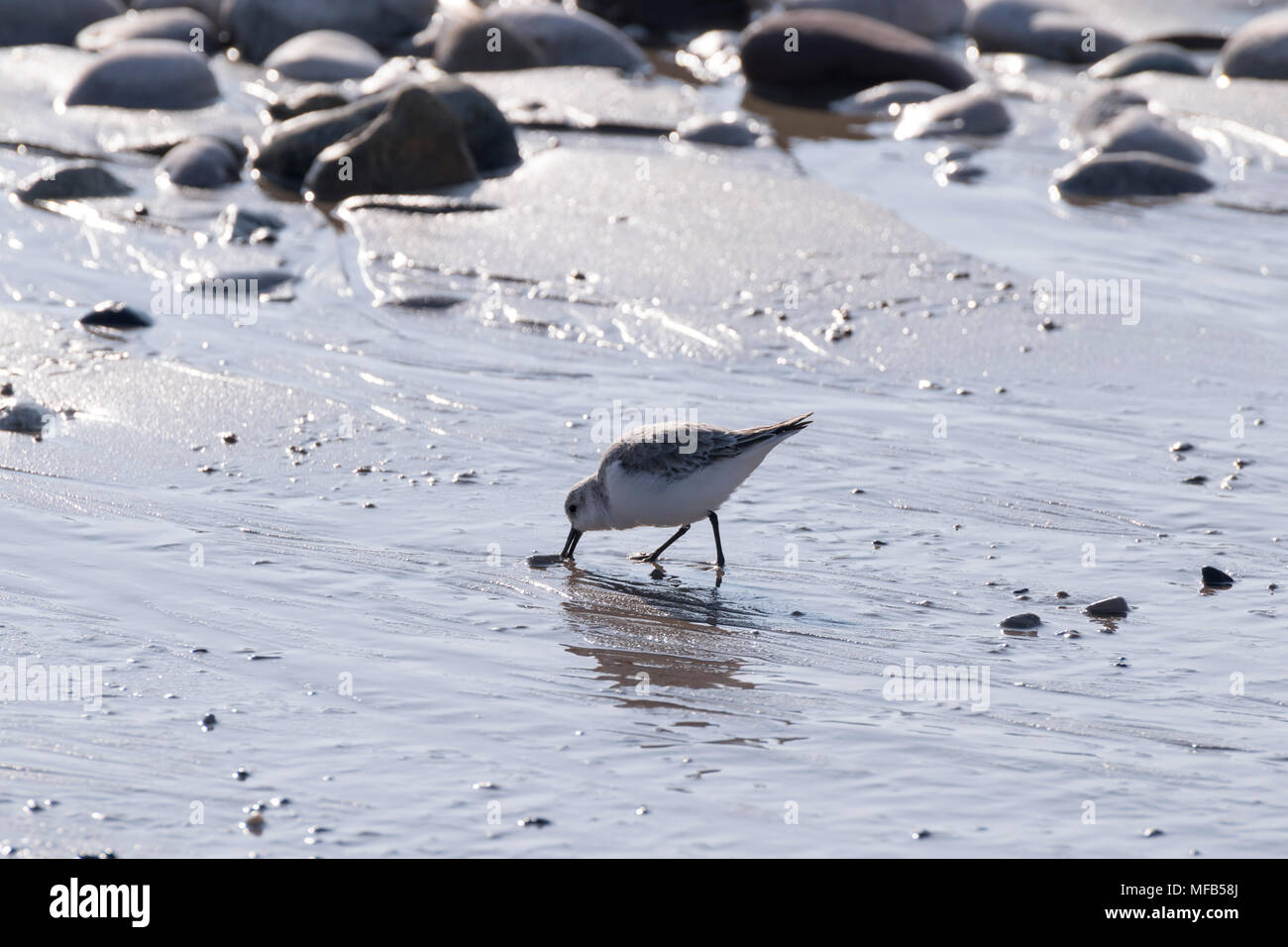 Sanderling uk winter hi-res stock photography and images - Alamy