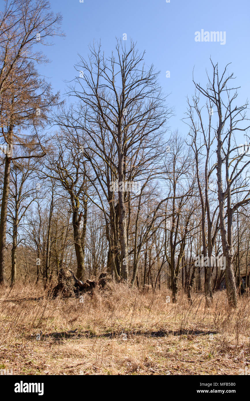 Trees without leaves hi-res stock photography and images - Alamy