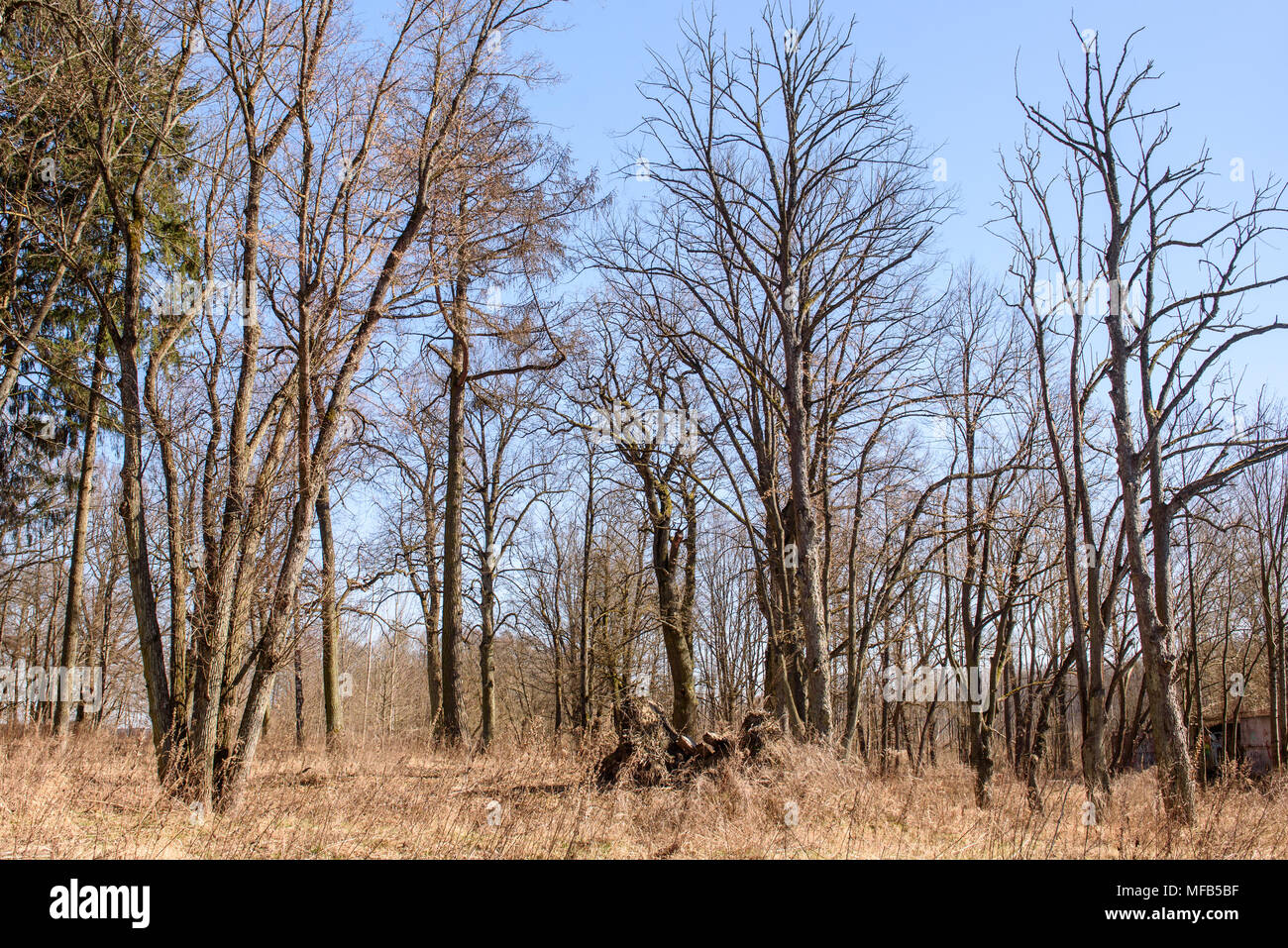 Trees without leaves hi-res stock photography and images - Alamy