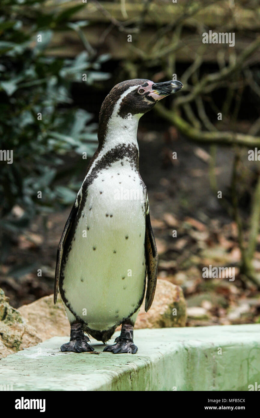 Penguin in pool hi-res stock photography and images - Alamy
