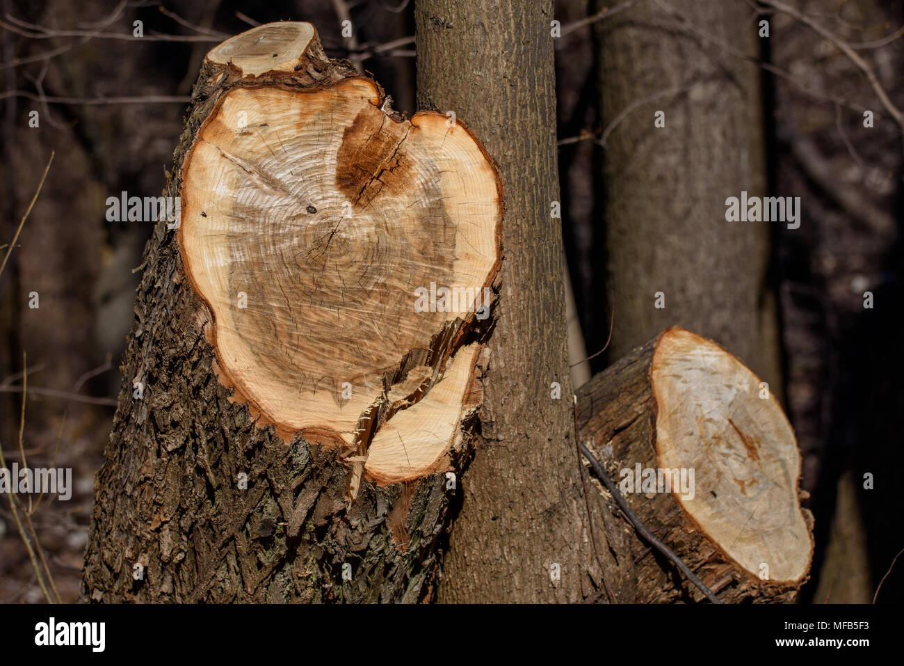 Sawed off hi-res stock photography and images - Alamy