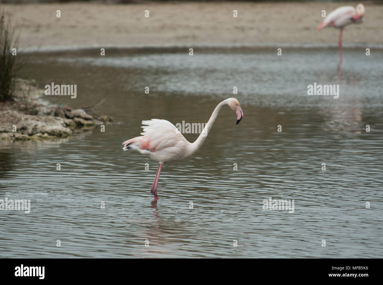 Large flamingo banks have reached the wetland known as La Albufera near ...