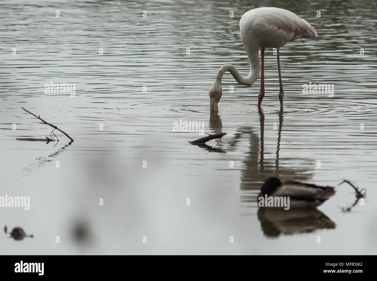 Large flamingo banks have reached the wetland known as La Albufera near ...