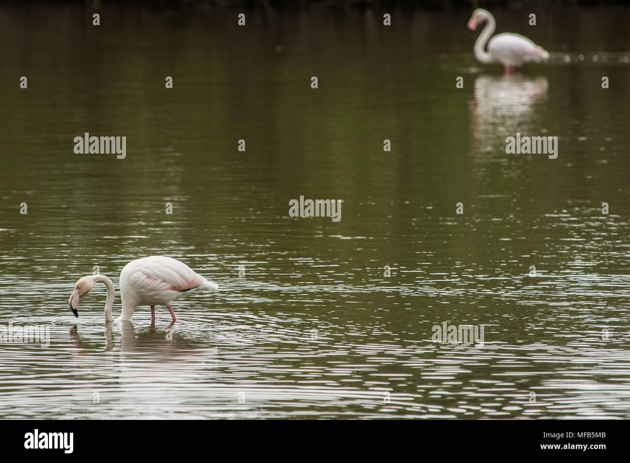Large flamingo banks have reached the wetland known as La Albufera near ...