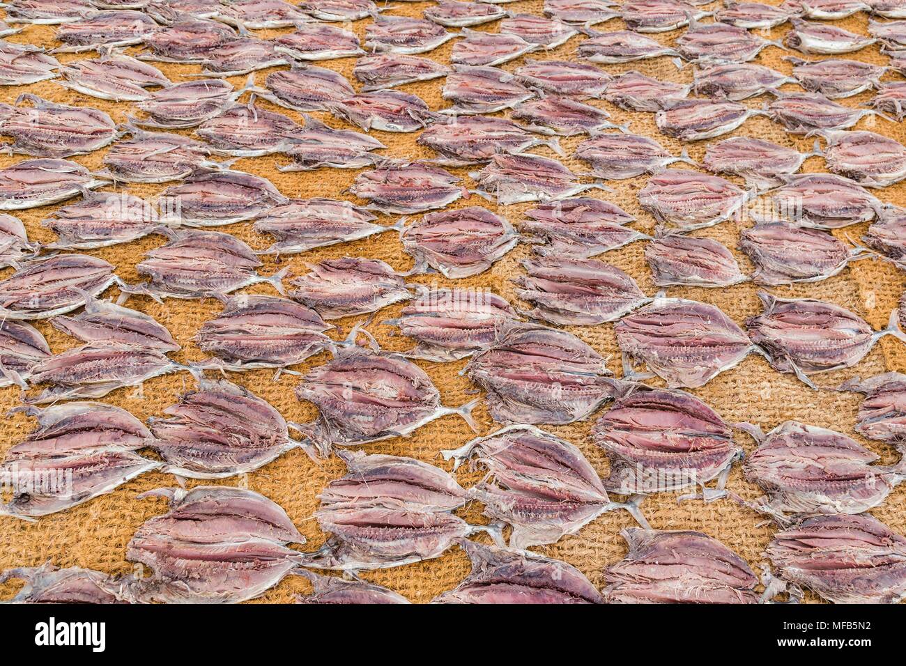 Indian drying fish india hi-res stock photography and images - Alamy