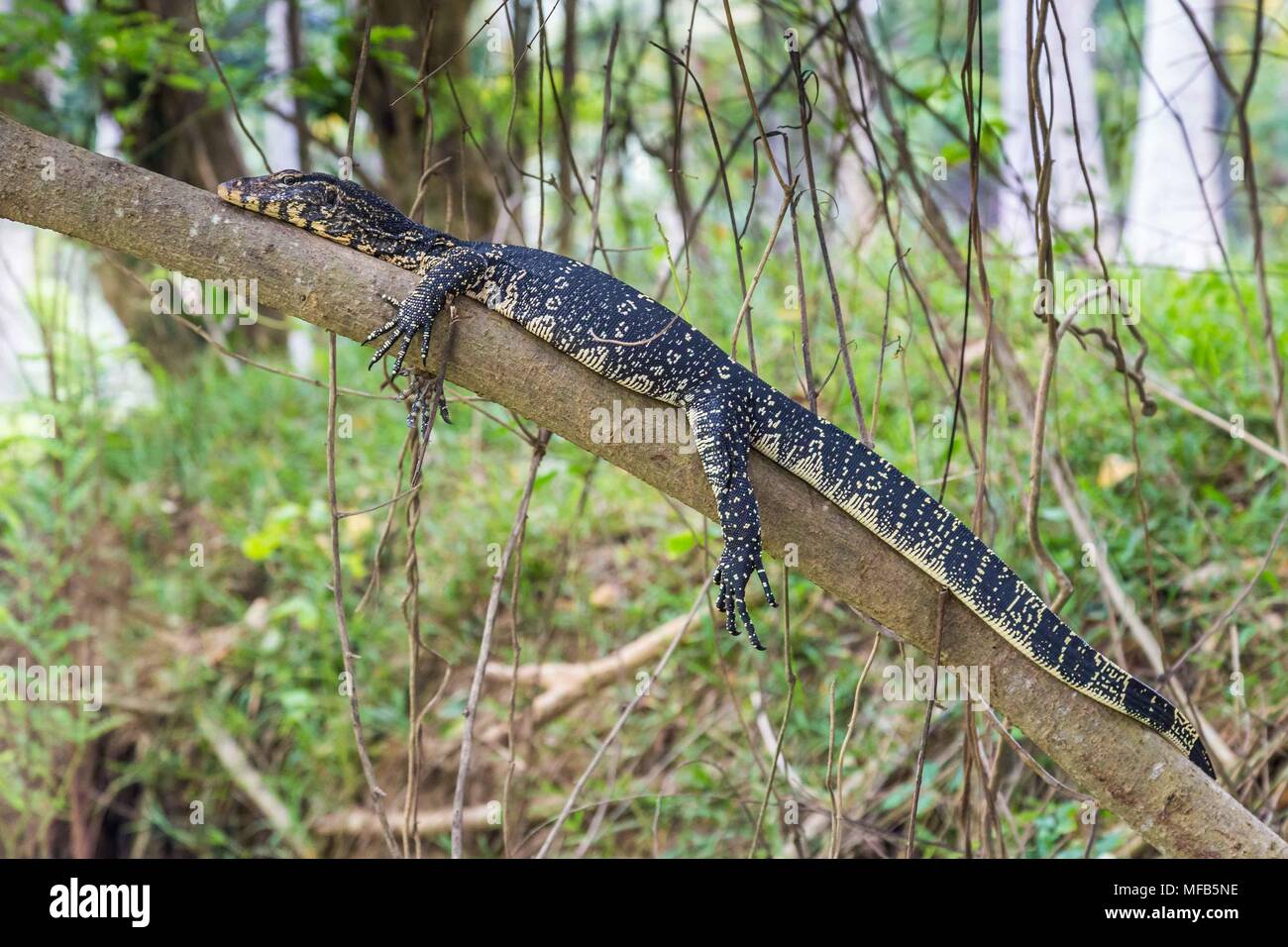 Monitor lizard (varanus bengalensis) in Sri Lanka Stock Photo - Alamy