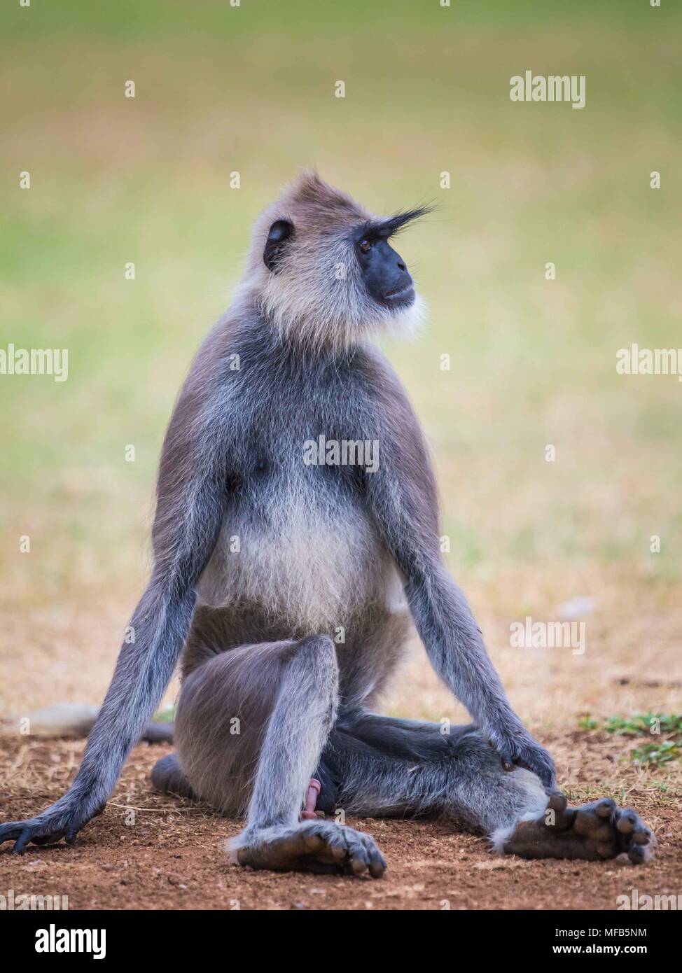 Common langur Sri Lanka Stock Photo - Alamy