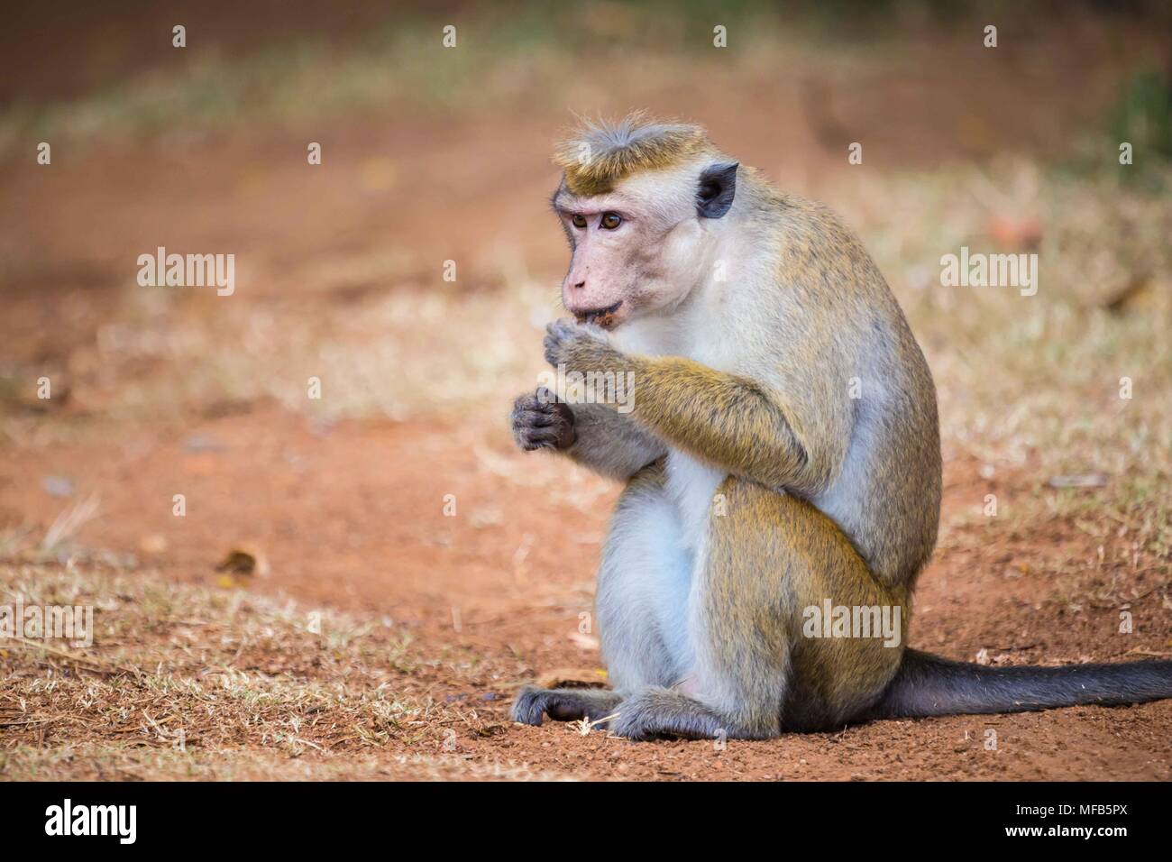 Toque macaque Sri Lanka Stock Photo - Alamy